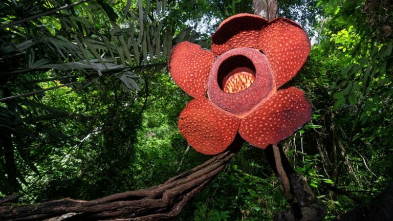 Rafflesia Arnoldii: 5 Fakta Unik Konservasi Bunga Terbesar