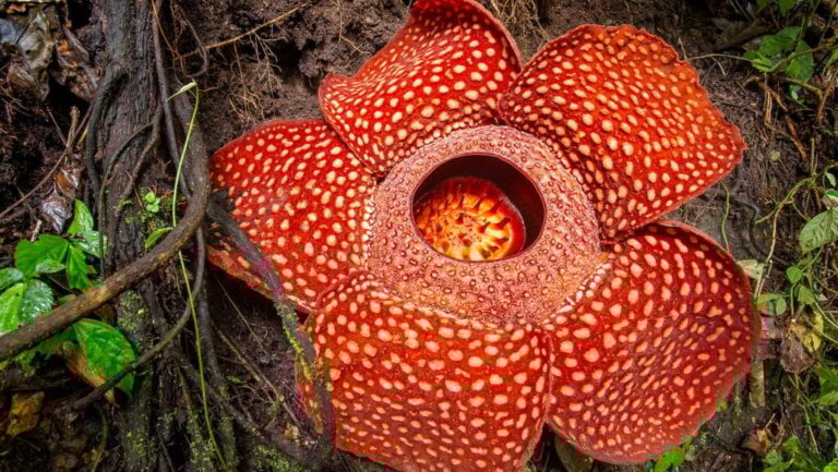 Rafflesia Arnoldii: 5 Fakta Unik Konservasi Bunga Terbesar