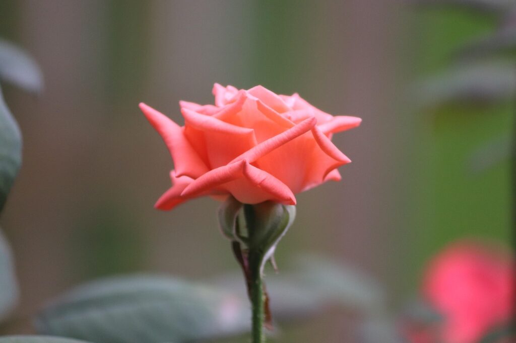 Bunga Mawar Wangi: Keindahan Dan Manfaatnya